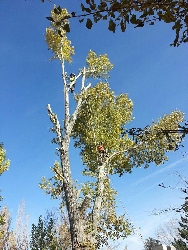 View our Photo Gallery, Amen Trees Salt Lake City, UT