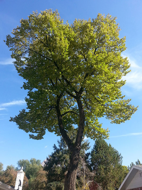 View our Photo Gallery, Amen Trees Salt Lake City, UT