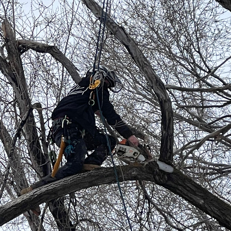 Amen Trees - Full Service Tree Care Solutions- Salt Lake City, UT