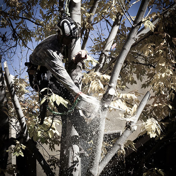Full-Service Tree Care Solutions in Salt Lake City, UT