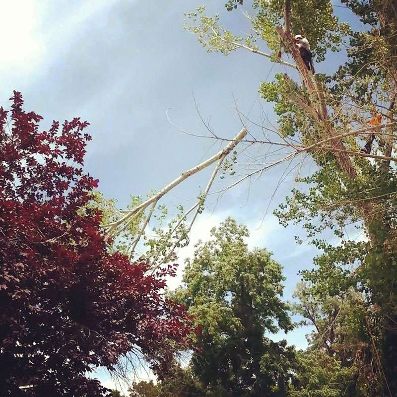 View our Photo Gallery, Amen Trees Salt Lake City, UT