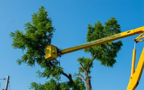 Efficient Tree Removals with Crane Services